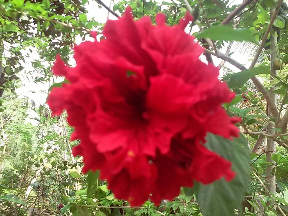 WINDOW OF KNOWLEDGE: CHEMPARATHI (HIBISCUS ROSASINENSIS)