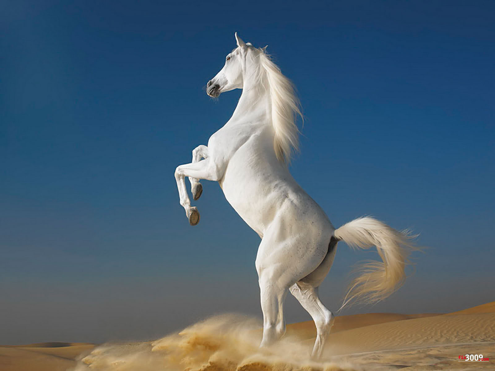 Hermoso Caballo Blanco