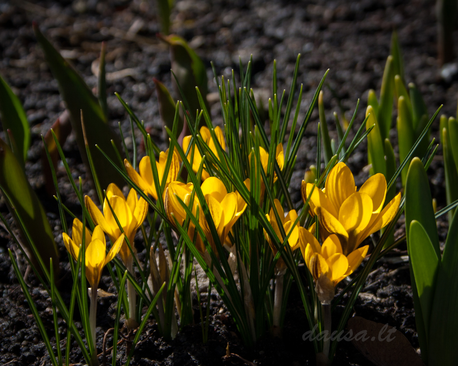 Gilės medis: Botaniniai krokai