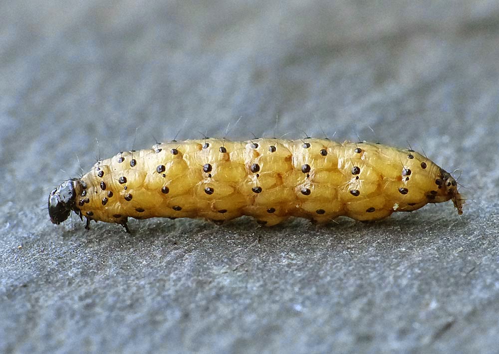 Charlie's moths of Calderdale.: PARASITIC WASPS PART TWO