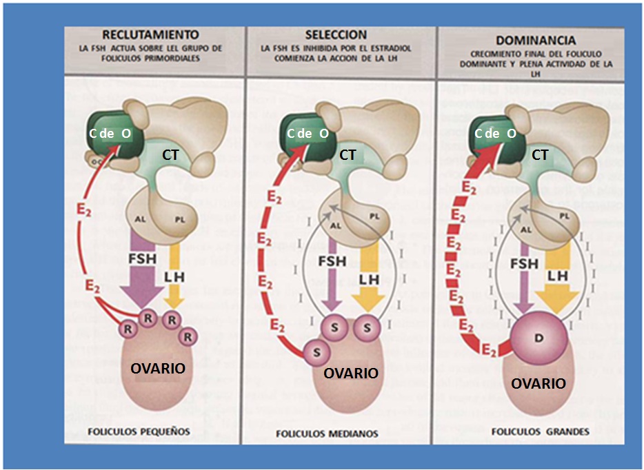 MANUAL DE REPRODUCCION BOVINA: CICLOS REPRODUCTIVOS