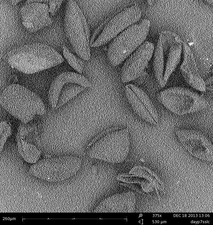 Learning and Investigating Lily Pollen: SEM Microscope Pictures