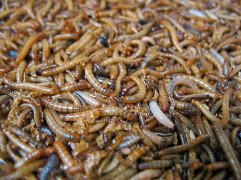 Teknik Budidaya Ulat Hongkong ~ Agro Budidaya