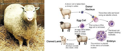 Milanesia: Rekayasa Genetika