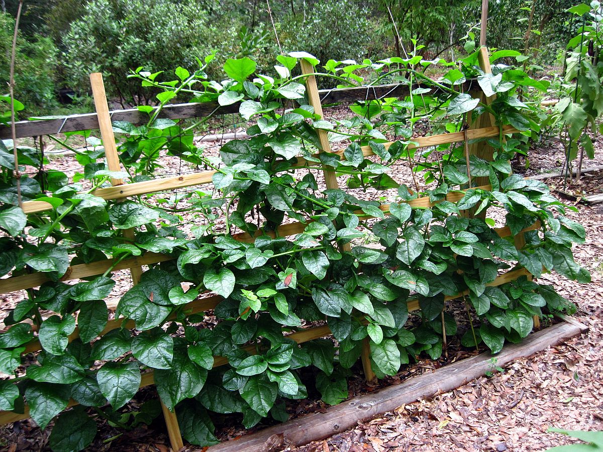 Seminte si plante de gradina hobby: Spanac Malabar-Basella rubra