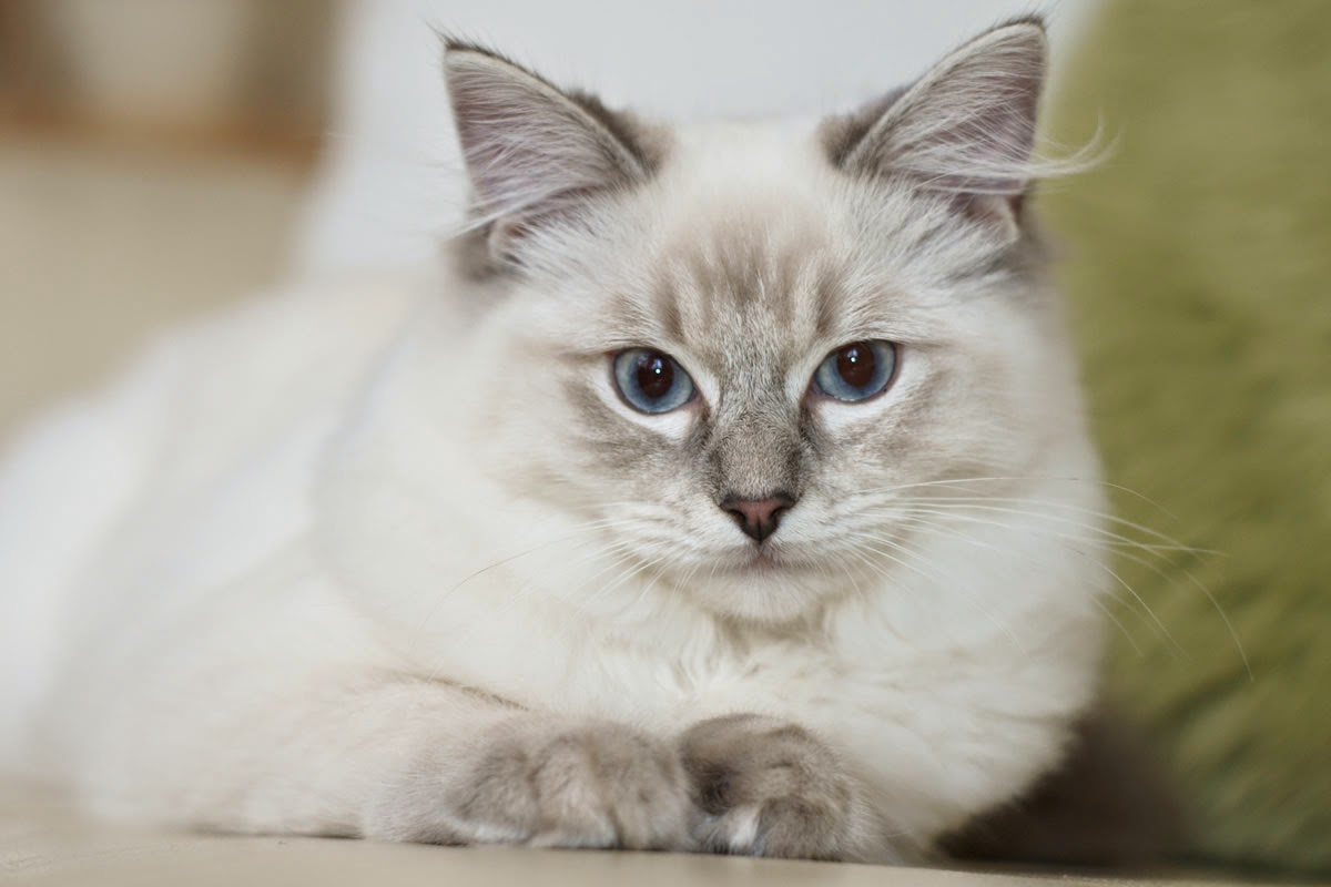 meonginfo: Gambar 9 Kucing Ras Ragdoll