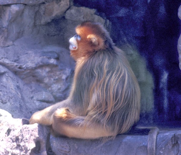 The Intrepid Tourist: BEIJING ZOO and PEKING DUCK, Beijing, China (Day 5)