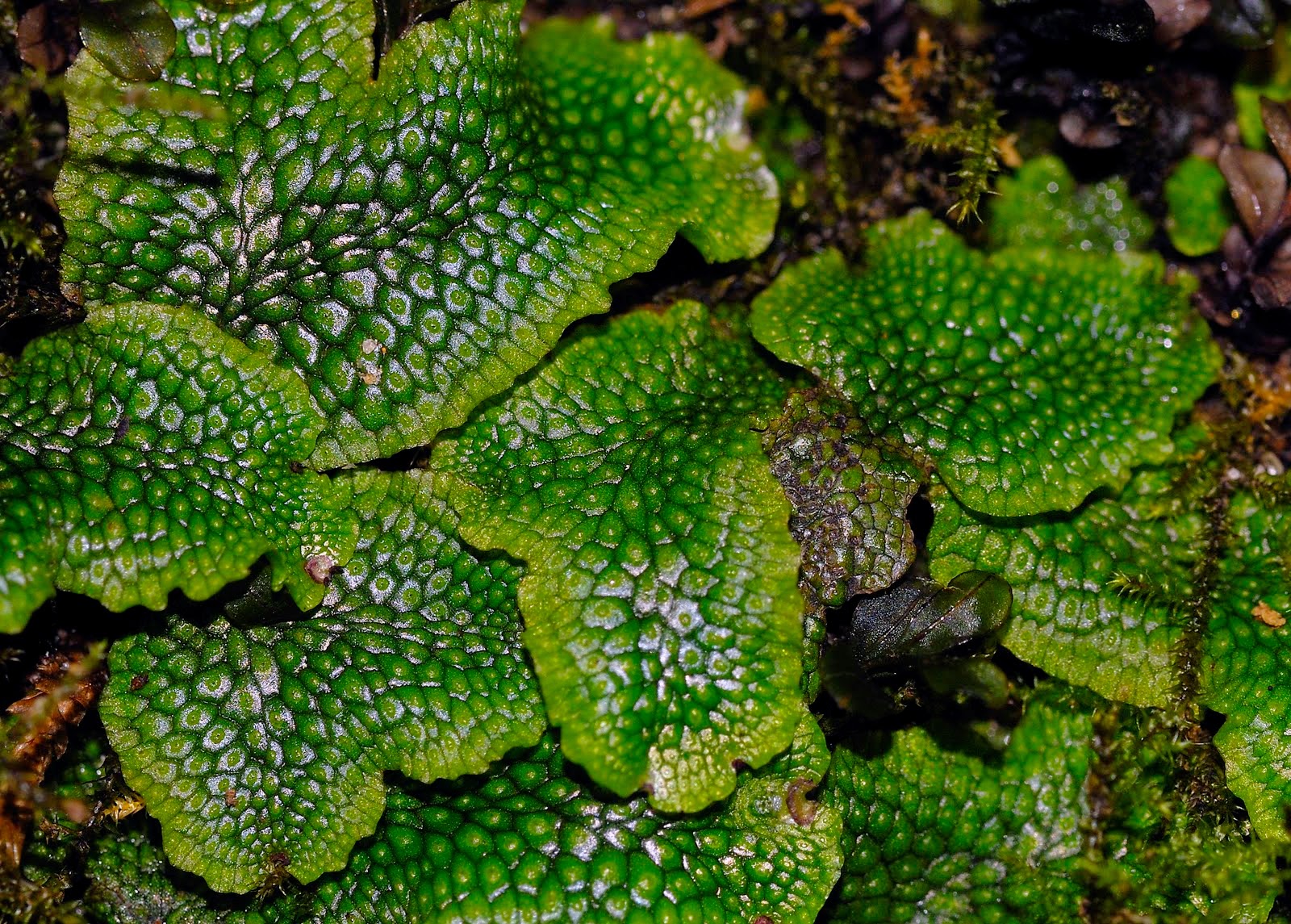 Embriofitas I: Características de las Hepáticas