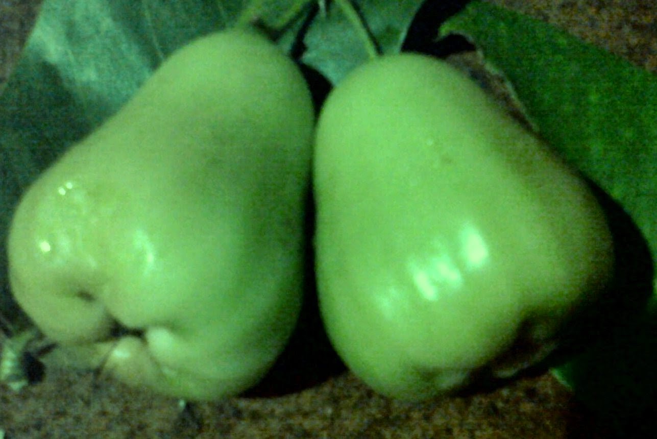 BIBIT BUAH LANGKA: JAMBU TAIWAN SUPER GREEN