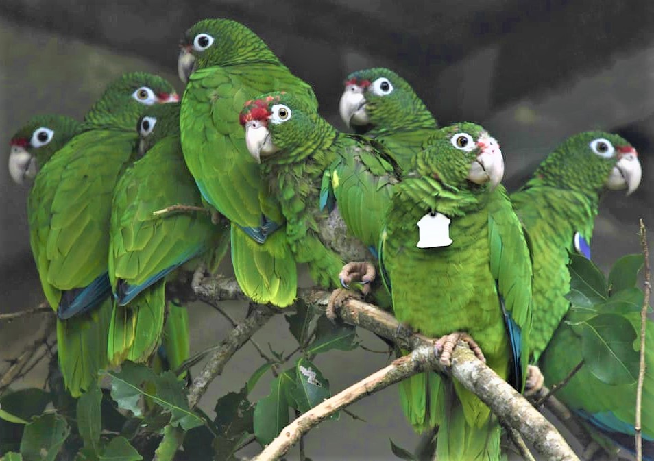 BARRY the BIRDER: Puerto Rican Parrots pummeled...