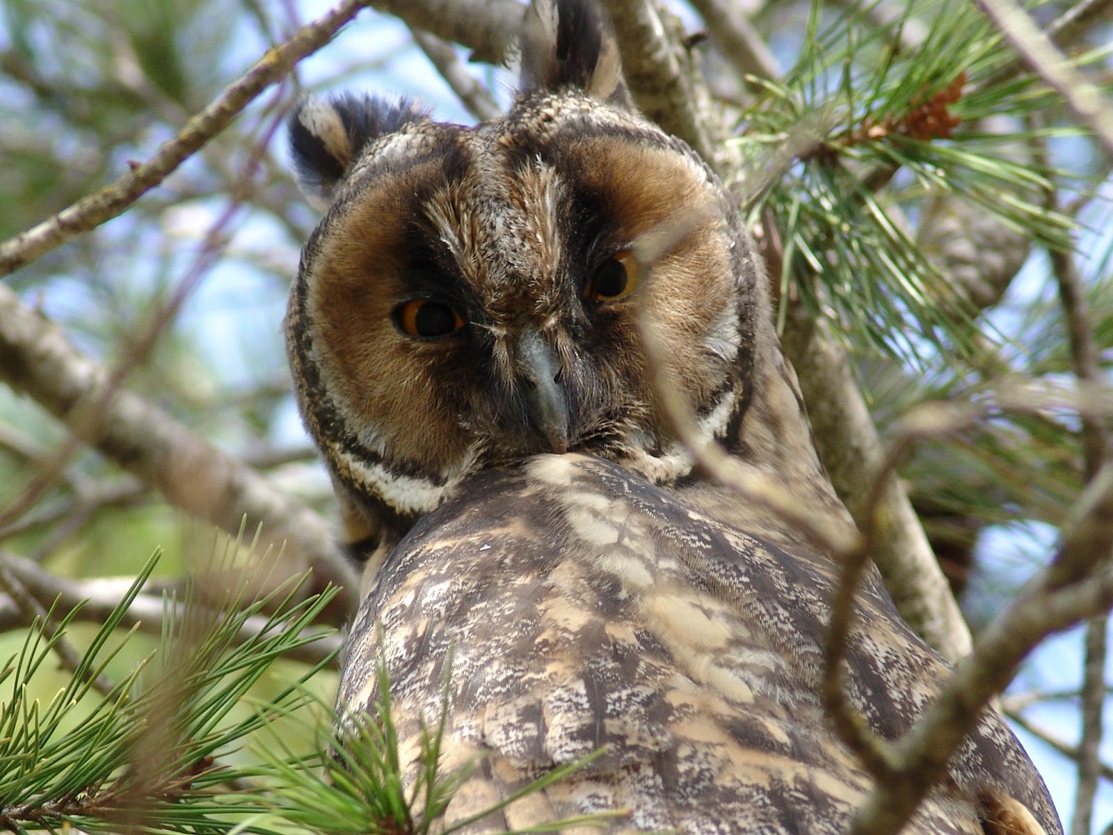 Pasión por las aves: Búho chico.(Asio otus)