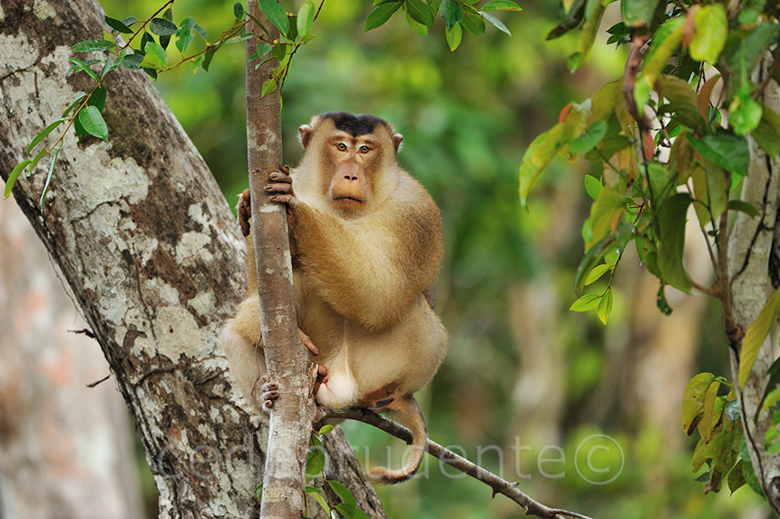 Pig-tailed macaque