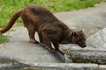 Fossa Animals | Amazing Facts & Pictures | All Wildlife Photographs