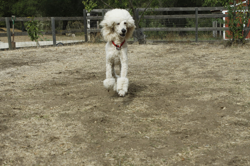 Home Is Where Your Story Begins: Our "Paris" Poodle