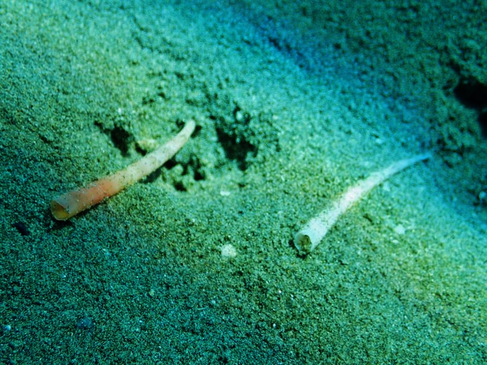 Biodiversity of Cyprus by NGO Protection of the Natural Heritage and ...