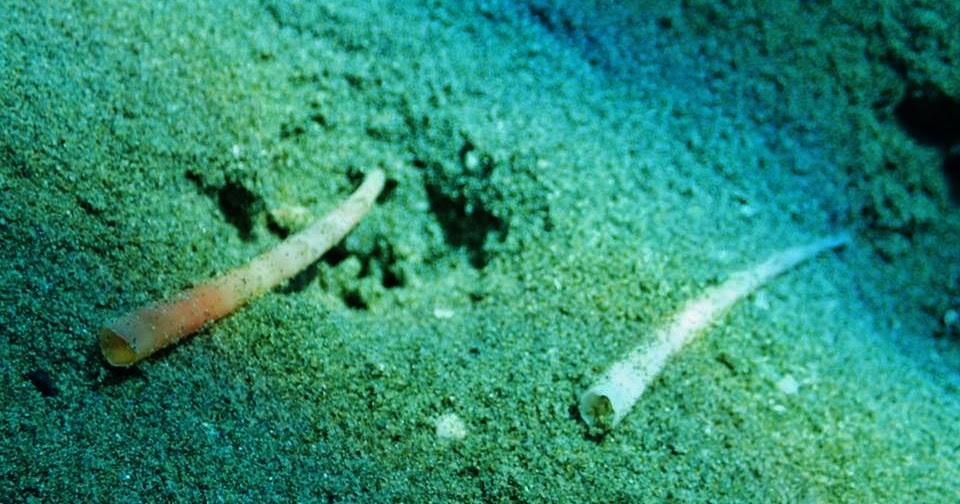 Biodiversity of Cyprus by NGO Protection of the Natural Heritage and ...