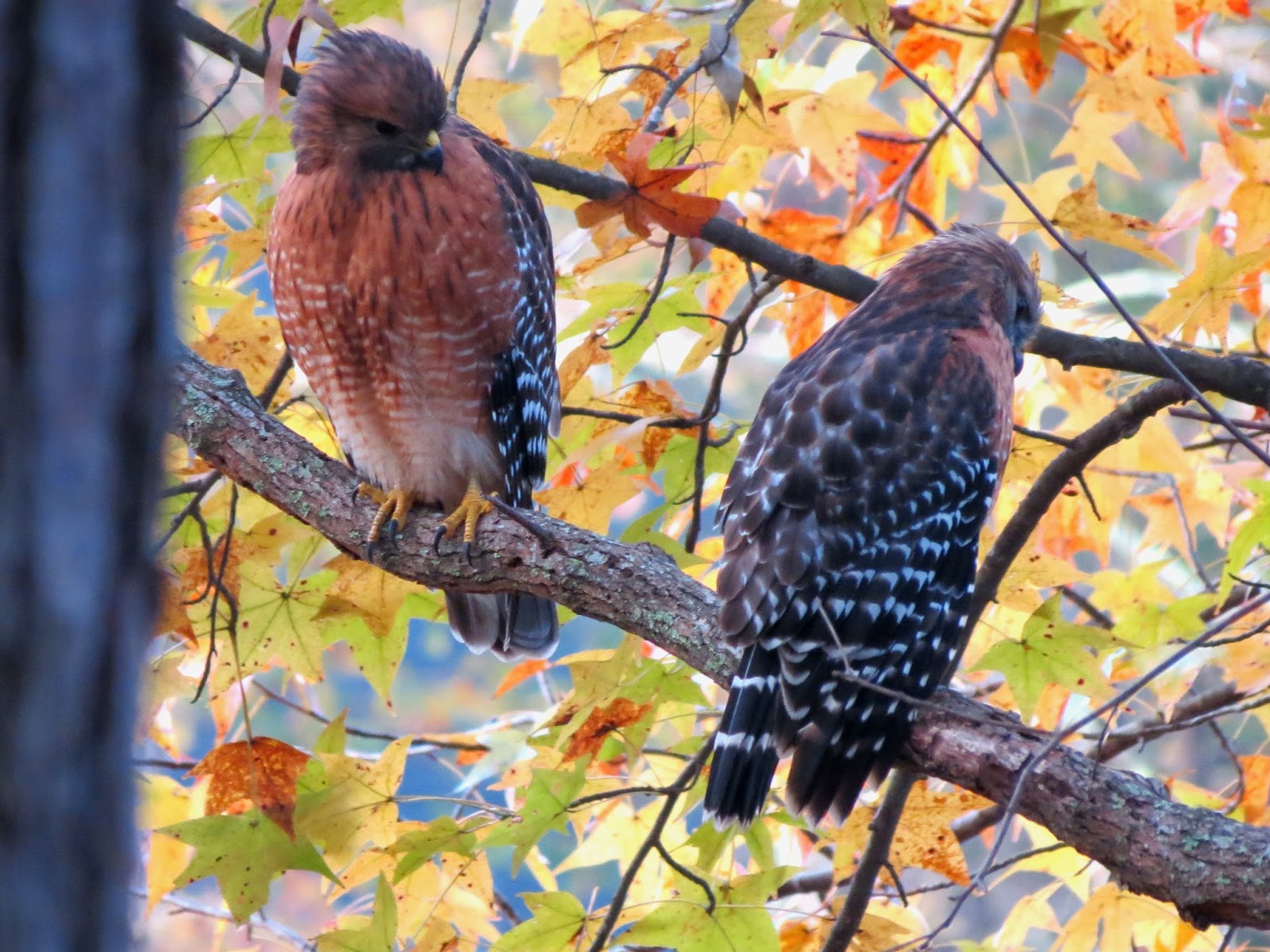 BirdsEyeViews: Shoulder-to-Shoulder Red-Shouldered Hawks