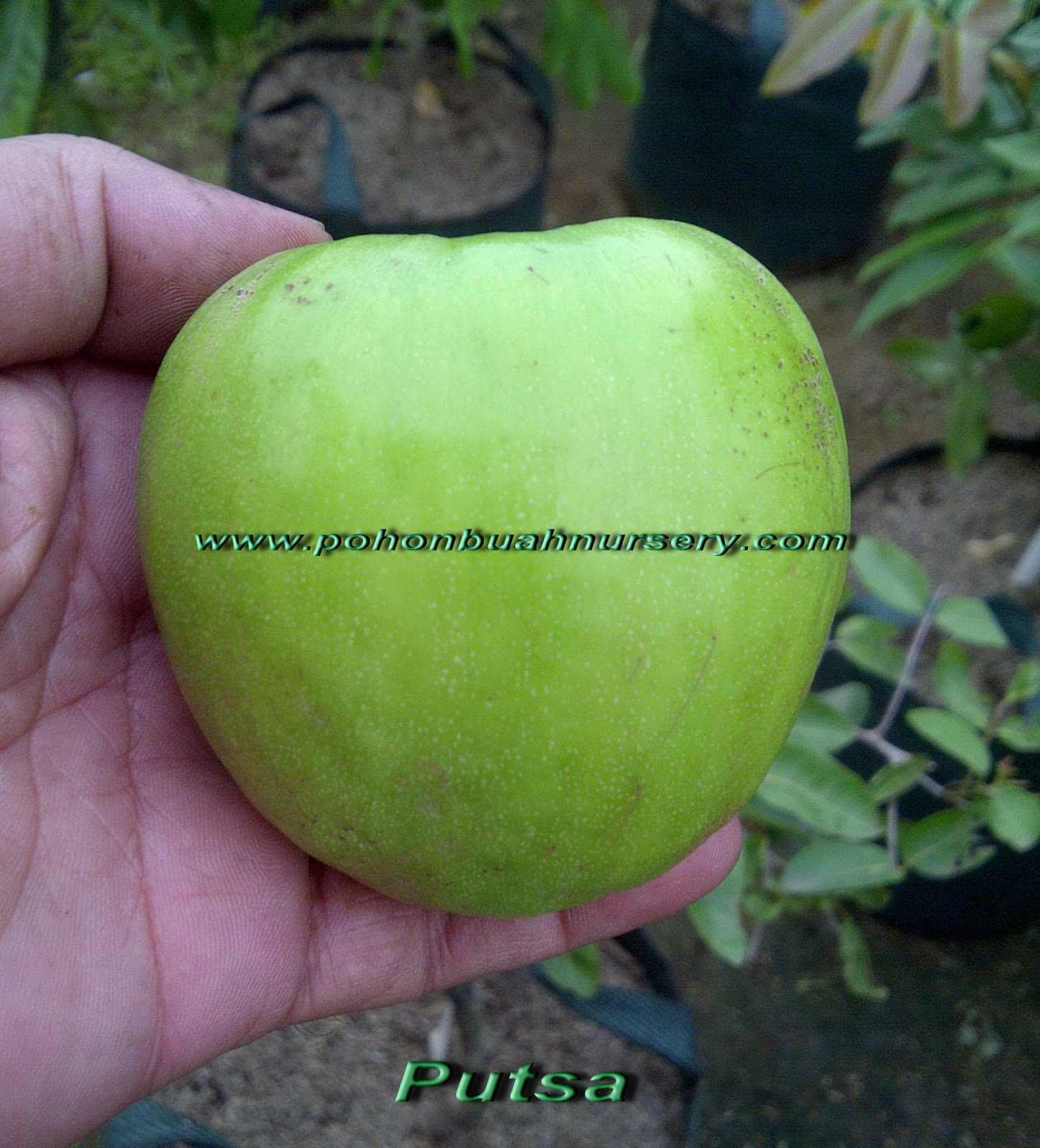 PBN: Putsa ak Apel India