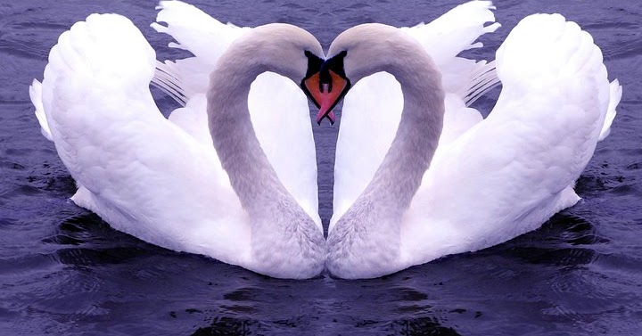 White Wolf : The magnificent Swan - A sight to behold!