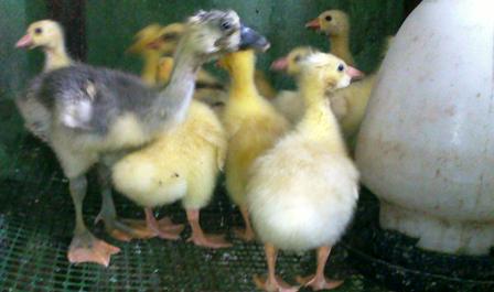 DINARA AGRO FARM: Anak Angsa Putih Baru Masuk