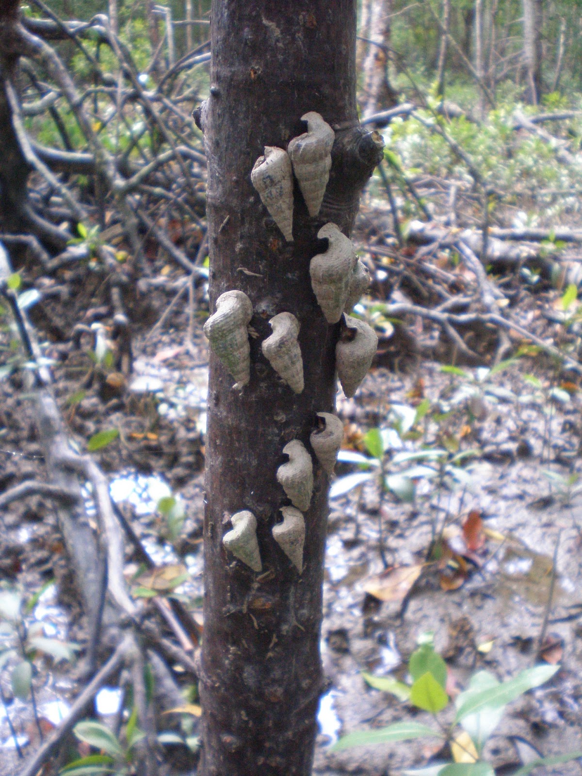 Tapak Ramsar Johor: Flora & Fauna