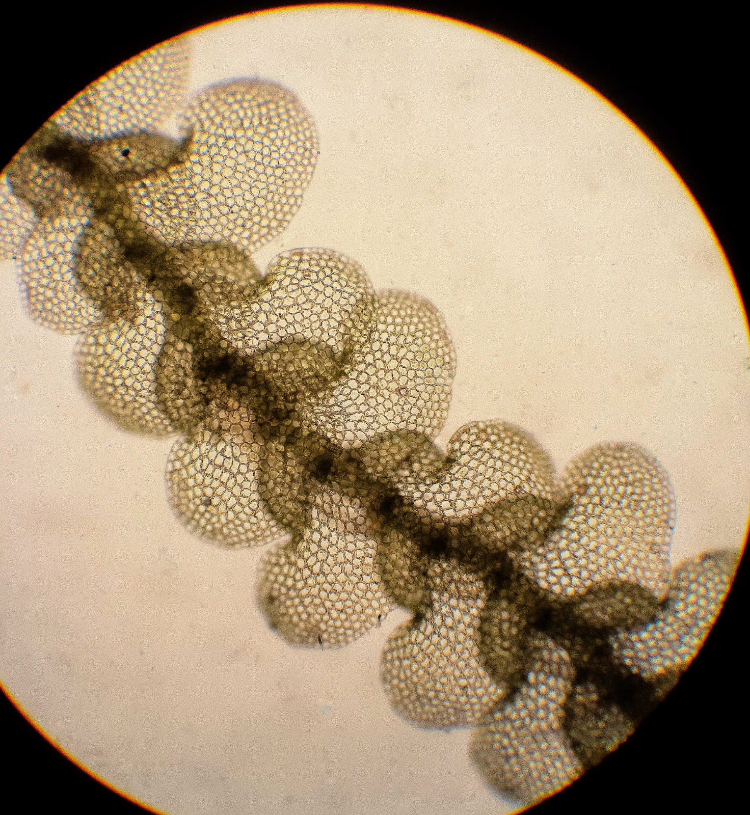 South Wales Bryophytes: Lejeunea patens (Pearl Pouncewort)