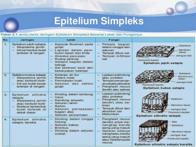 Sifat, Ciri-Ciri, dan Fungsi Jaringan pada Tumbuhan dan Hewan ~ Blog ...