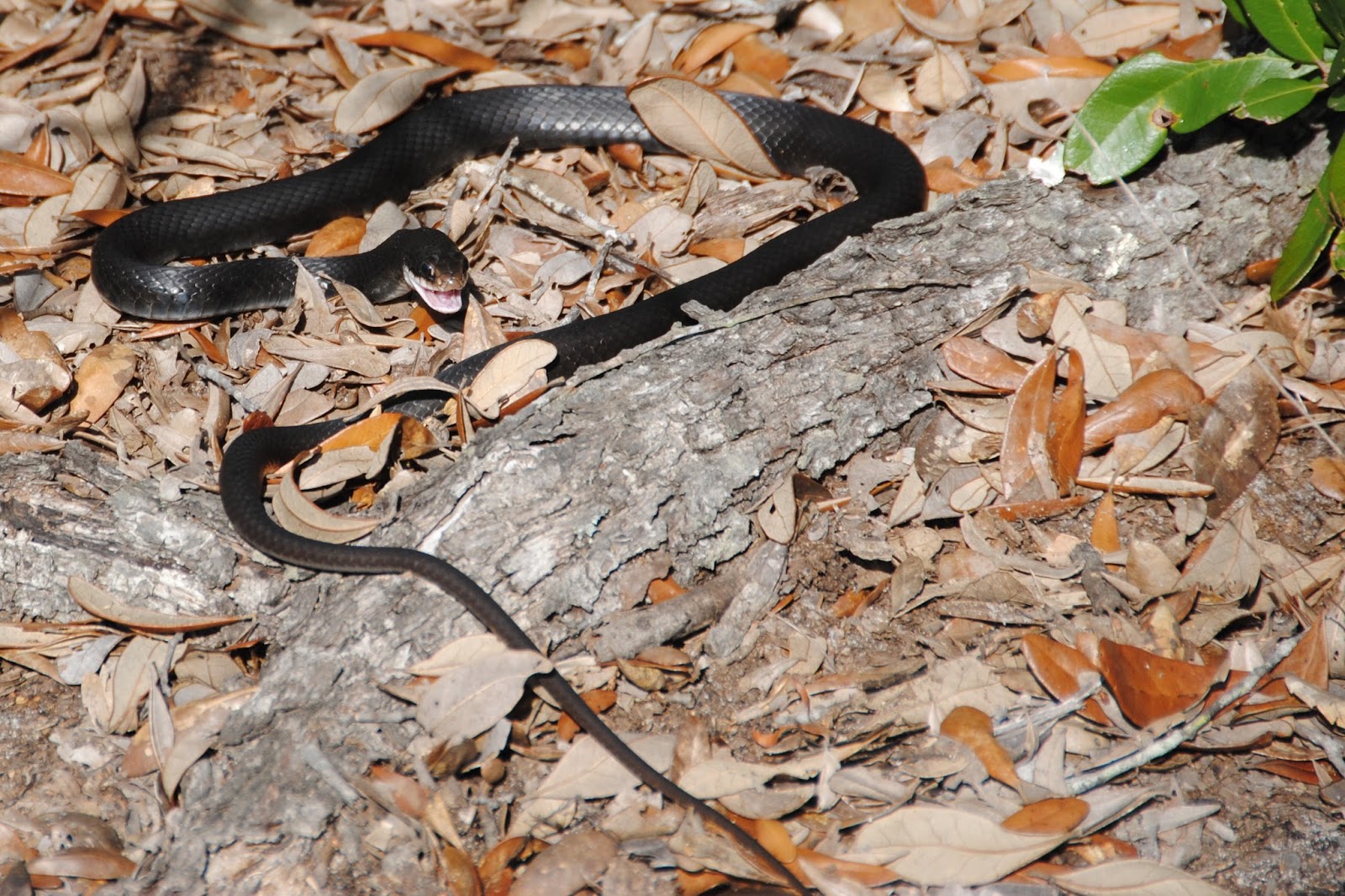 Rainwood Birdwatching: A Rare Treat at Johnson Beach