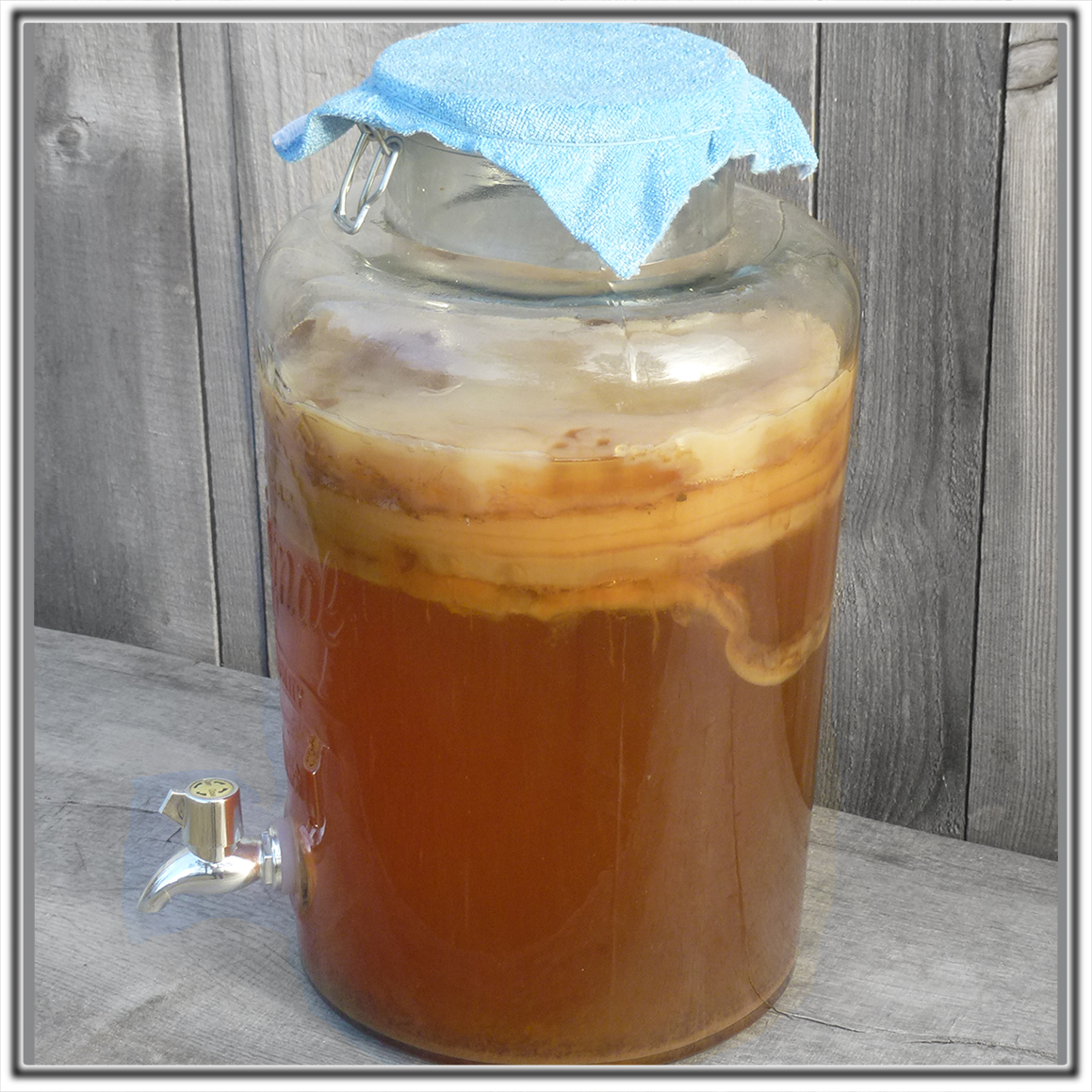 Gör egen kombucha! Scoby svamp till salu, skickas med vanlig post på 1 ...