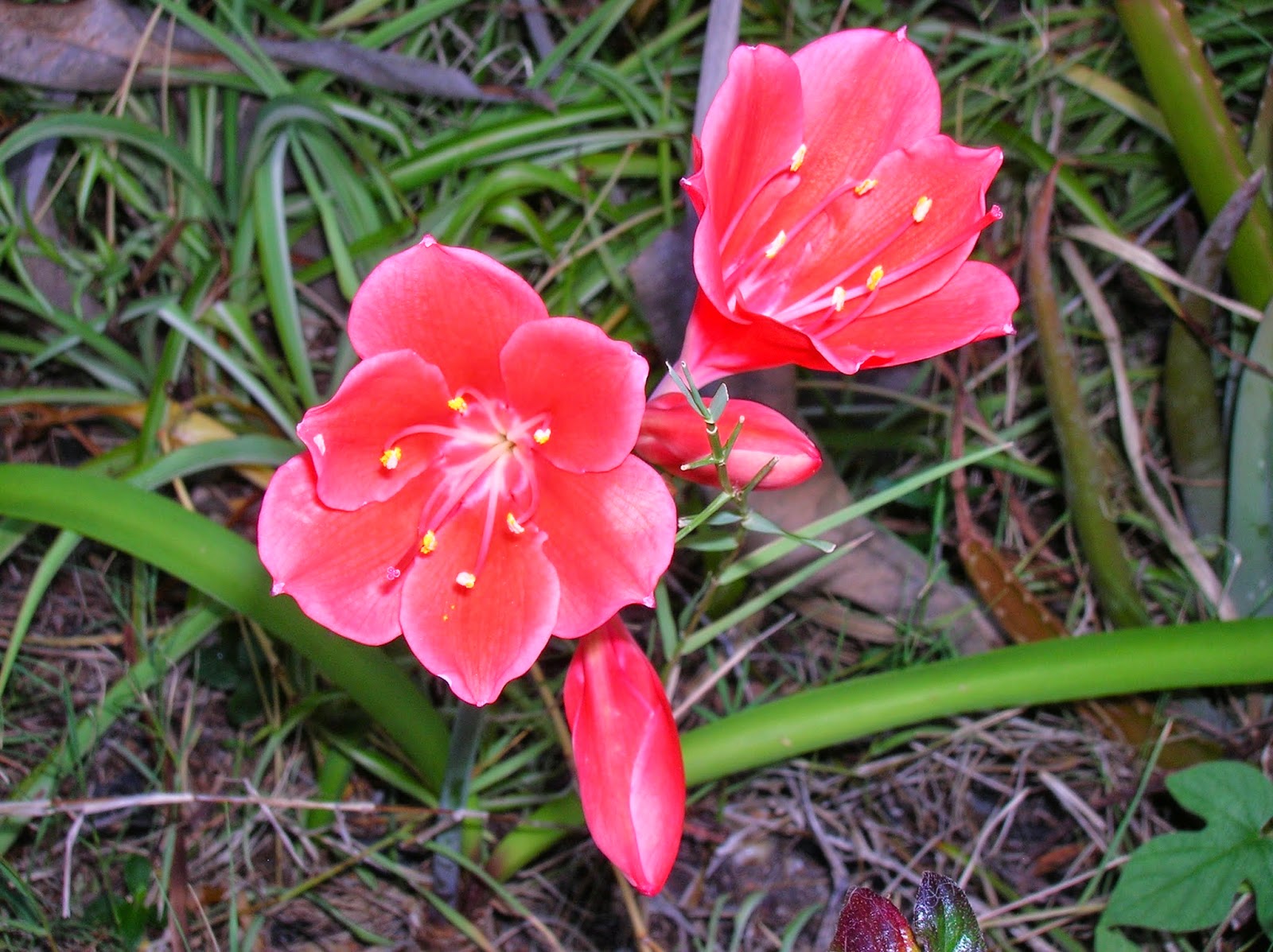 Recregarden: CYRTANTHUS ELATUS