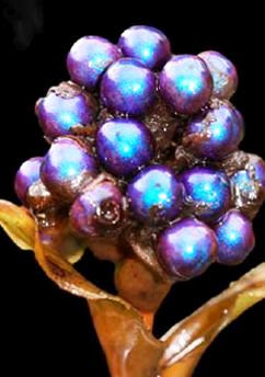 No viviendo en un mundo vivo: Pollia Condensata