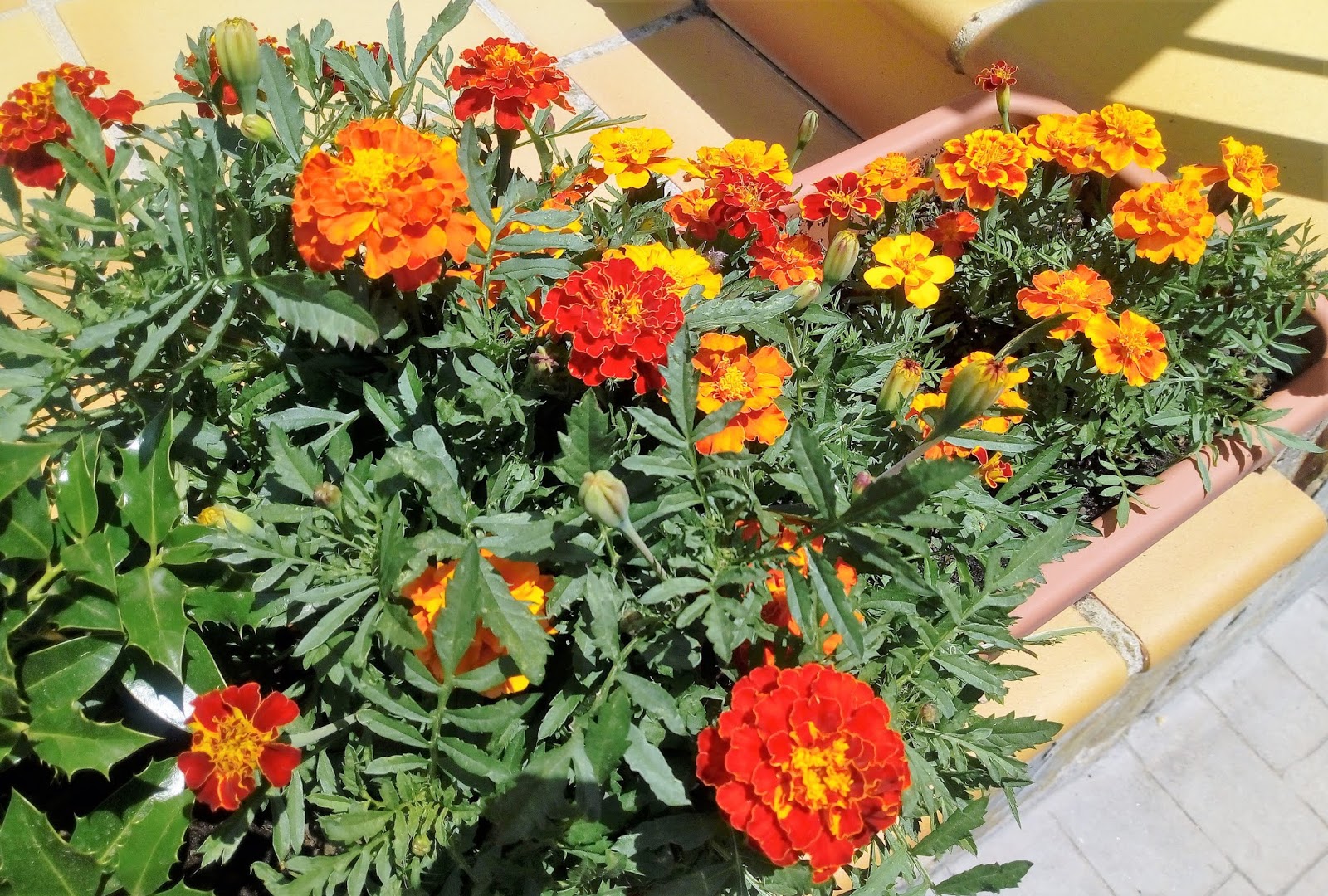 Biosfera vegetal.: Clavel chino (Tagete patula L.). Semillero.