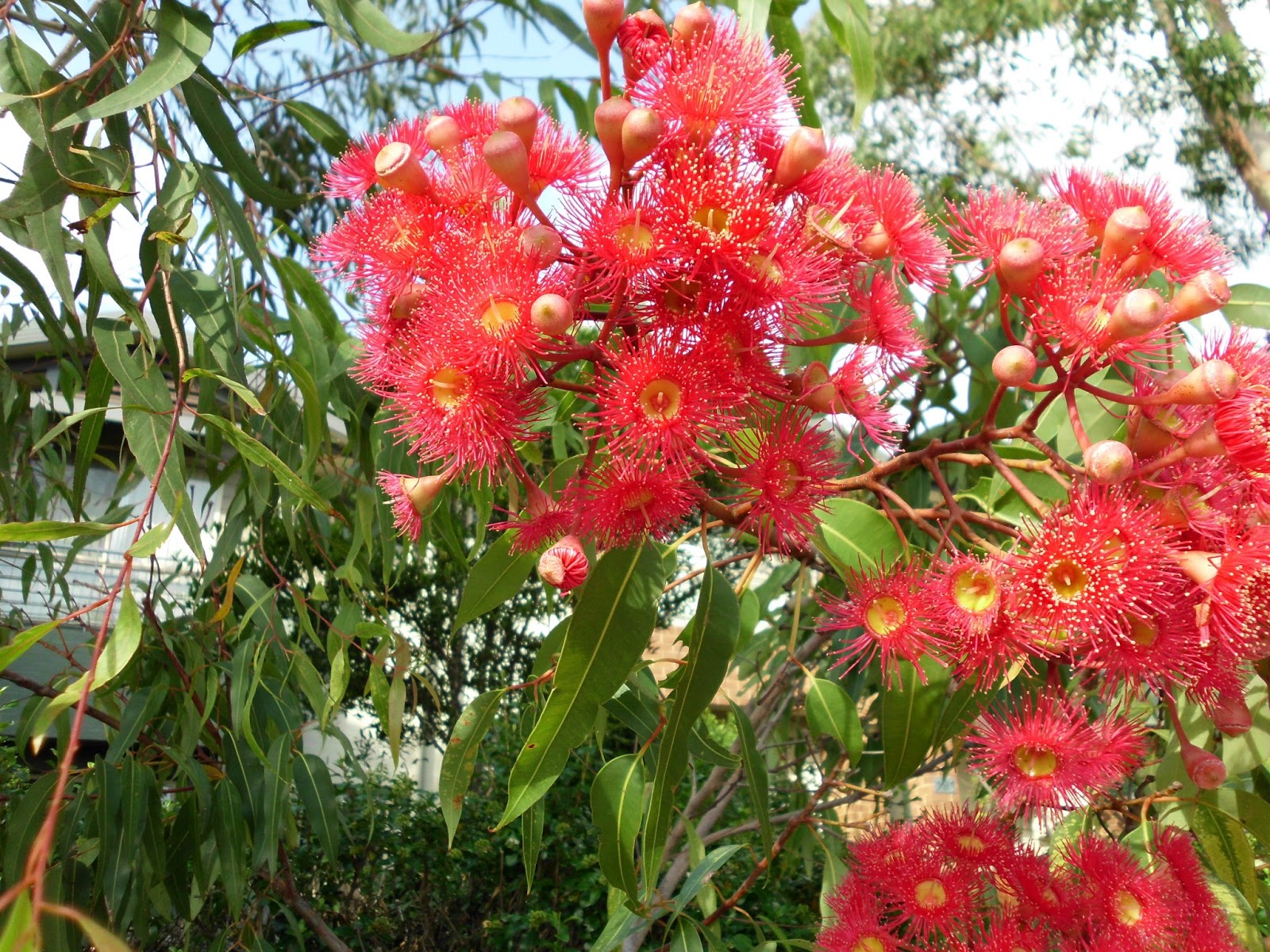 Karen's Korner: Gorgeous flowering gum trees
