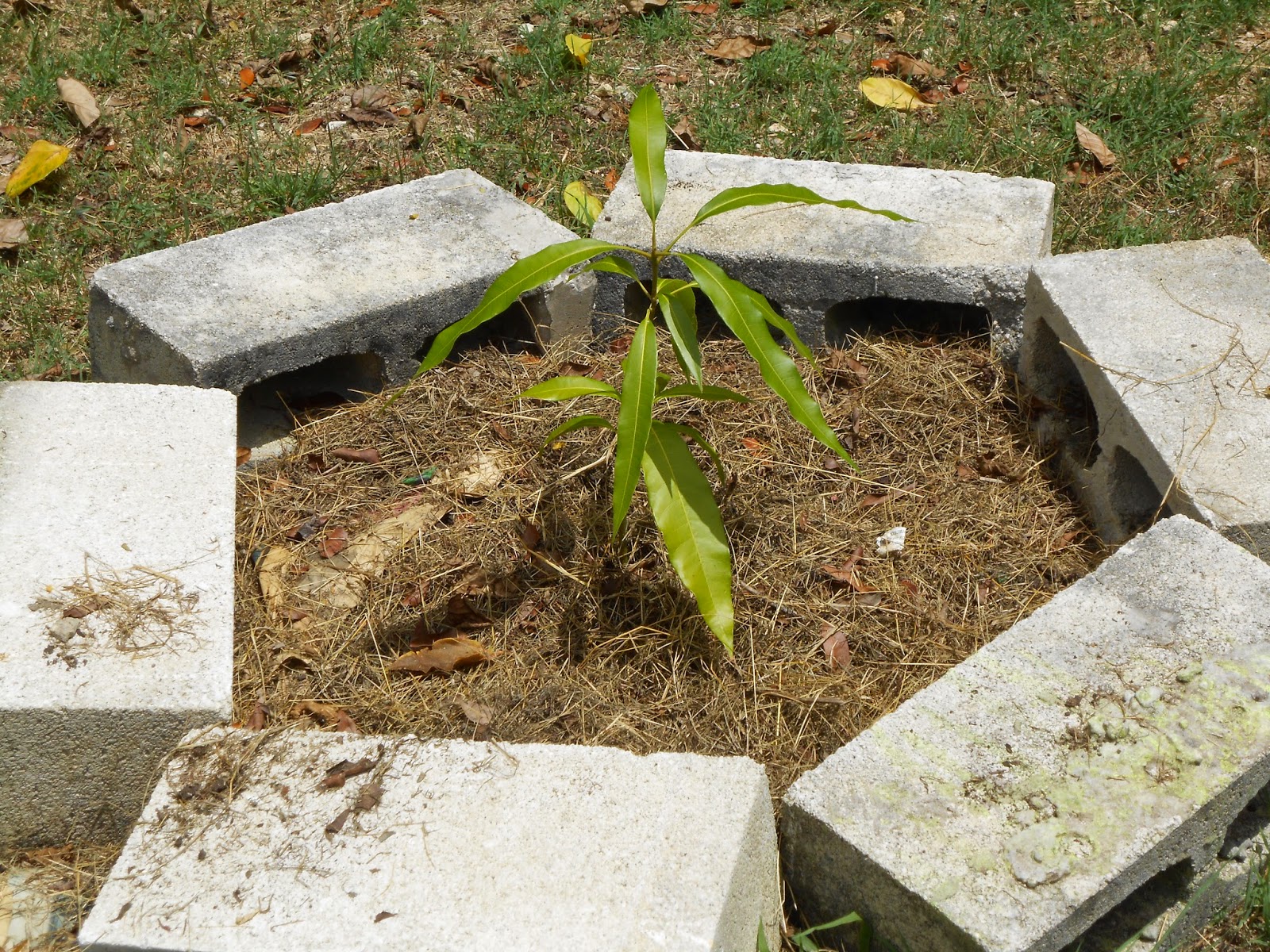 My Tropical Organic Garden: Mango seedling update