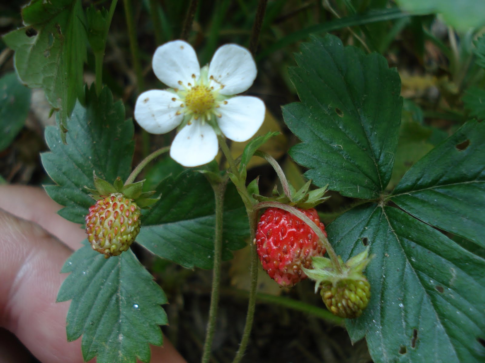 Frumusetile naturii: Fragi de padure (Fragaria vesca)