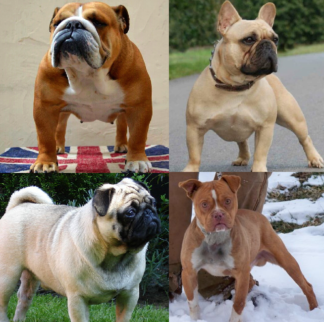 MorsoRosso: MOLOSSI DI PICCOLA TAGLIA