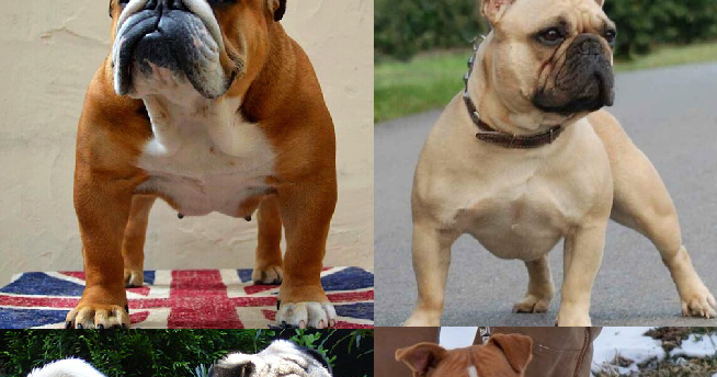 MorsoRosso: MOLOSSI DI PICCOLA TAGLIA