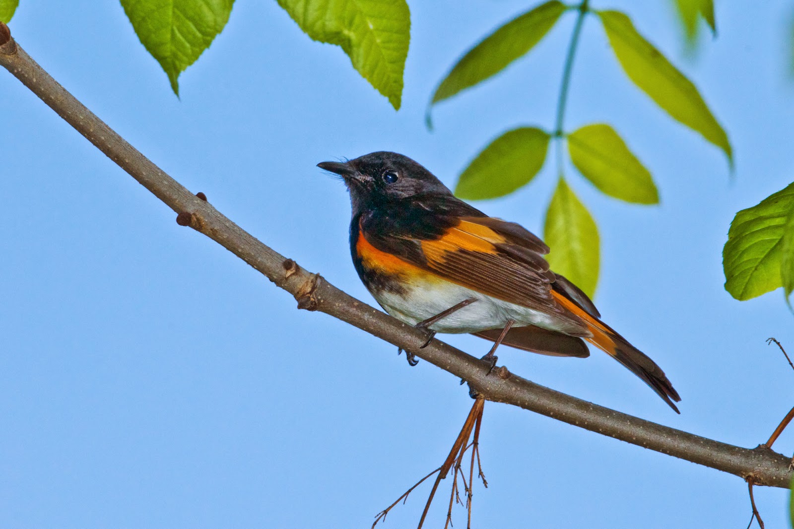 Feather Tailed Stories: American Redstart