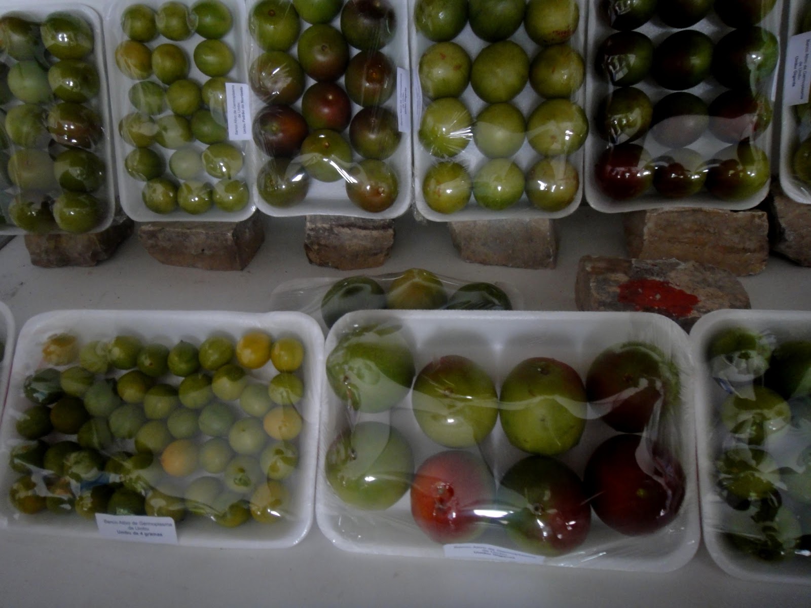 come-se: De Salvador a Uauá, a Bahia tem