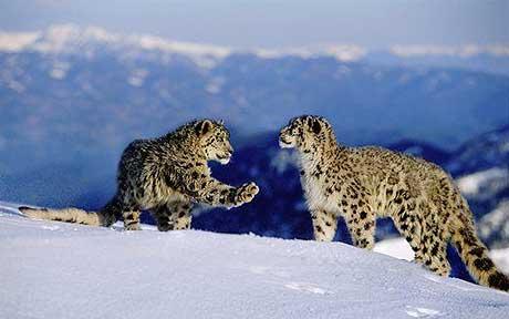 The Exotic Wildlife of Ladakh