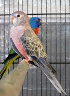 The Splendid Bourke Bird Blog: Genetics