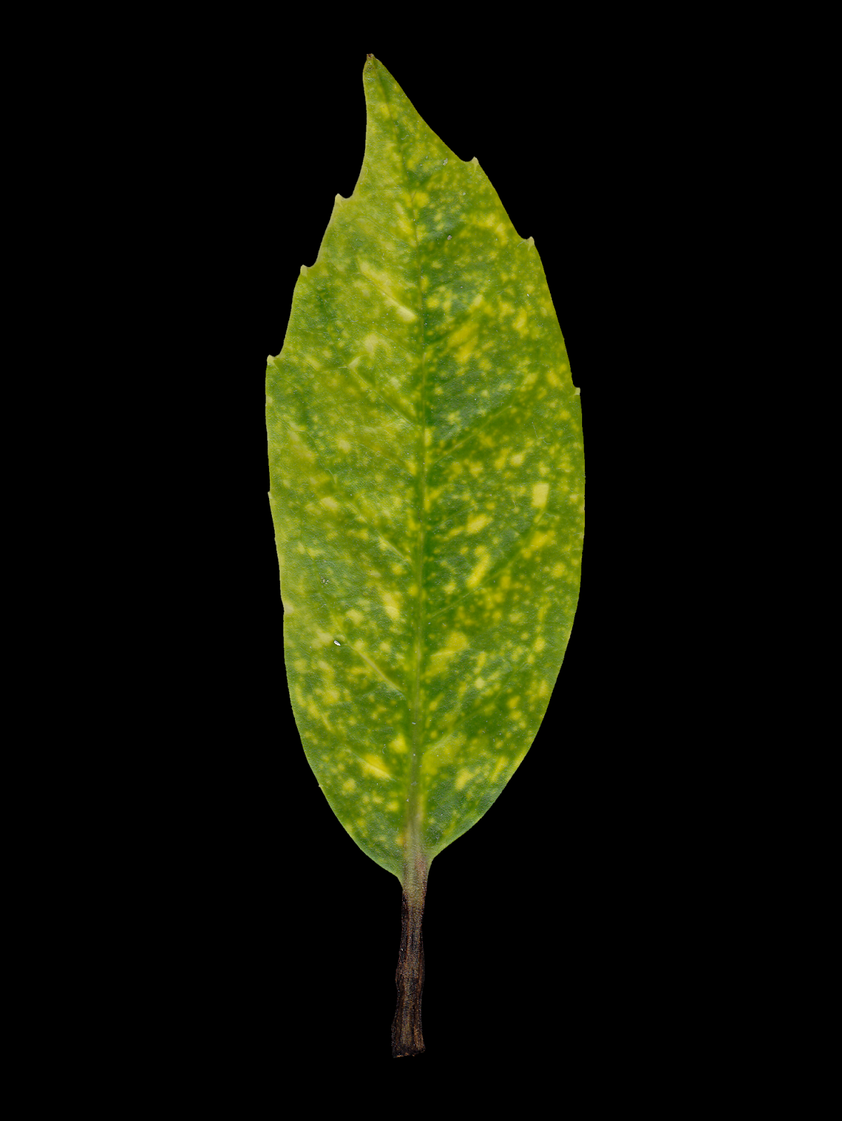 HIGH RESOLUTION TEXTURES: Leaf Textures