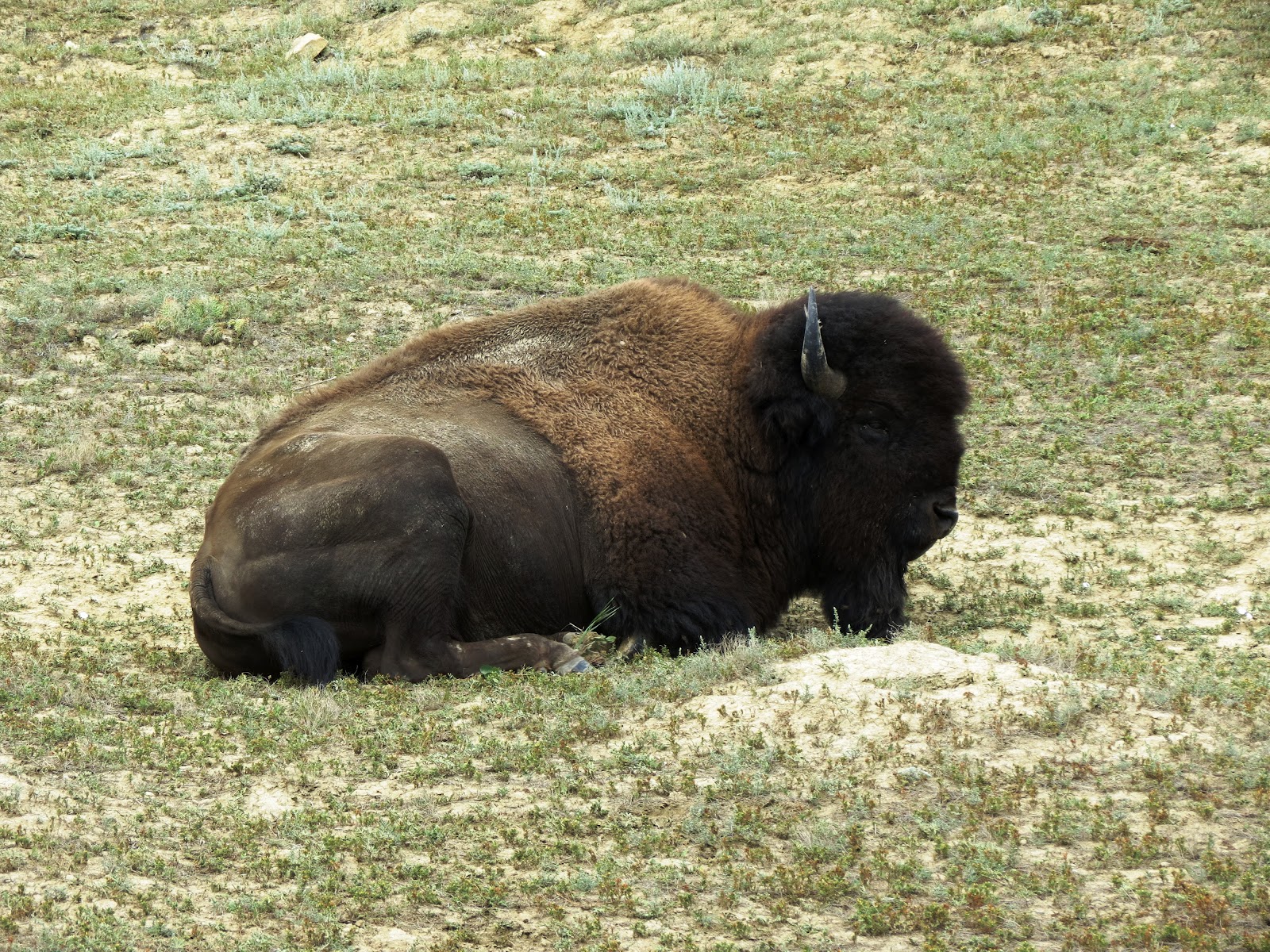 Meandering...: A National Park & A Pitchfork Dinner