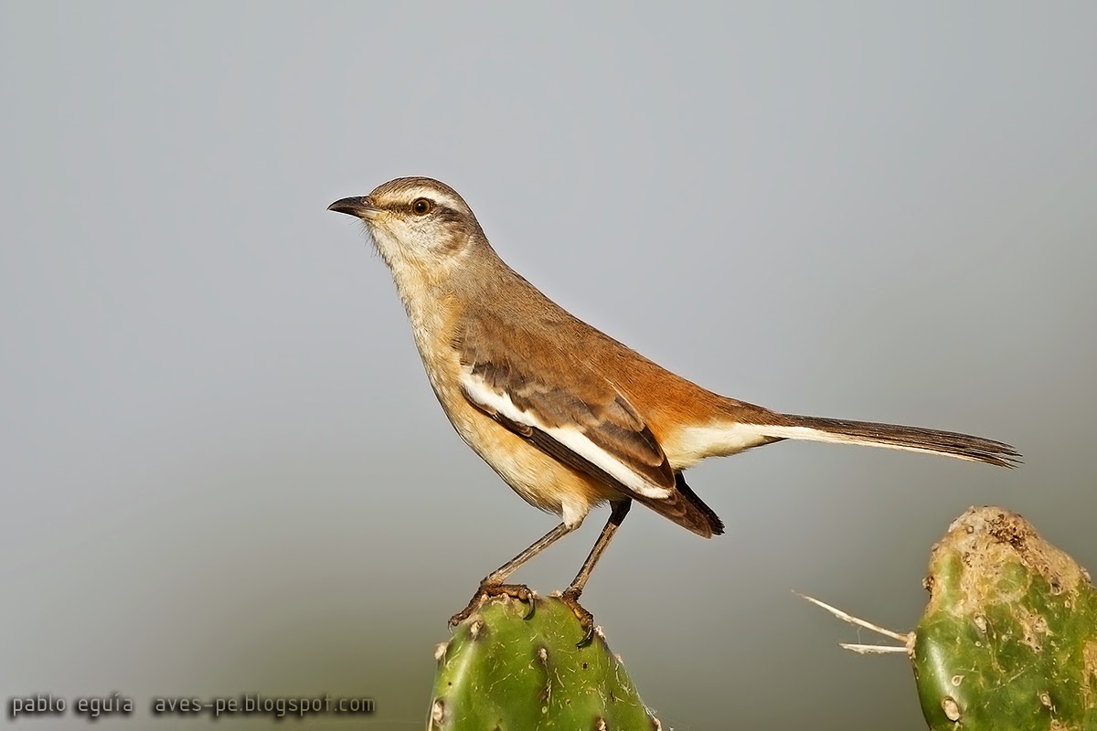 mis fotos de aves: Mimus triurus Calandria Real White-banded Mockingbird
