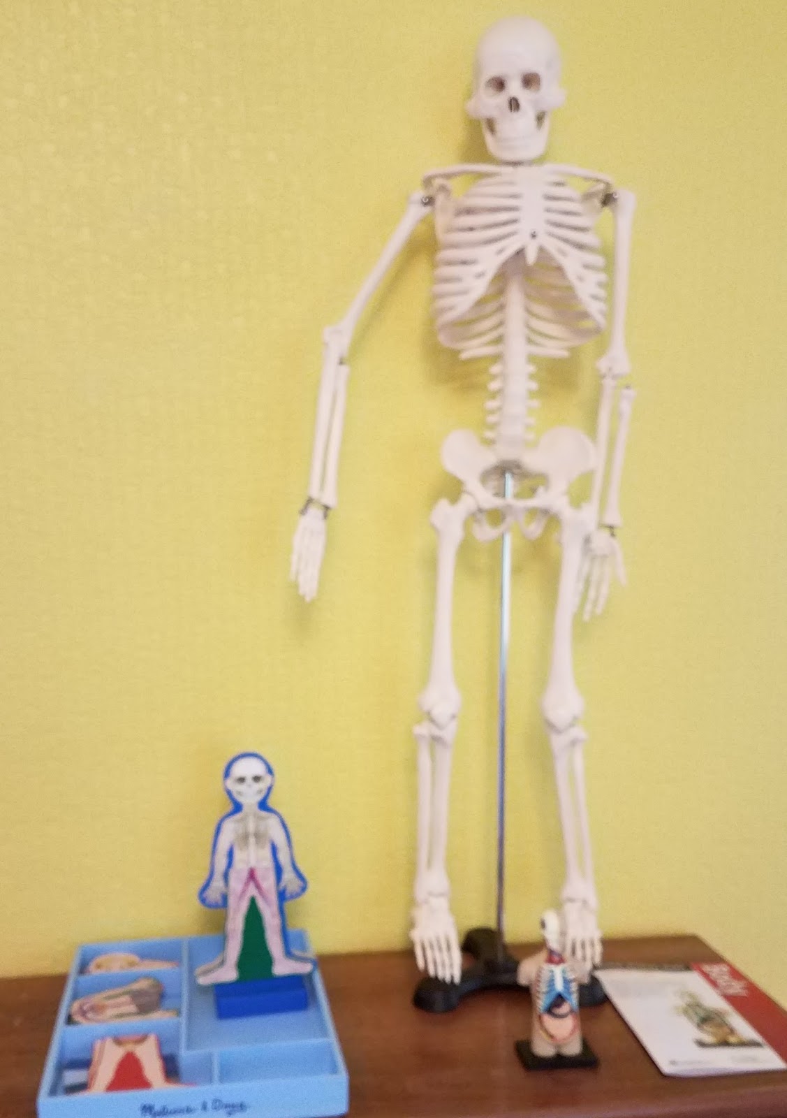 Kidspert: A Fun Way To Teach About The Human Body and Bones