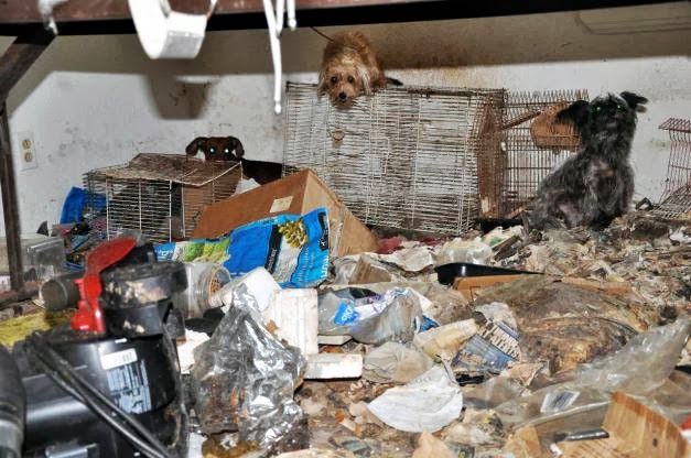 Four legged friends (and enemies): GRAPHIC: Worst case of dog hoarding ...