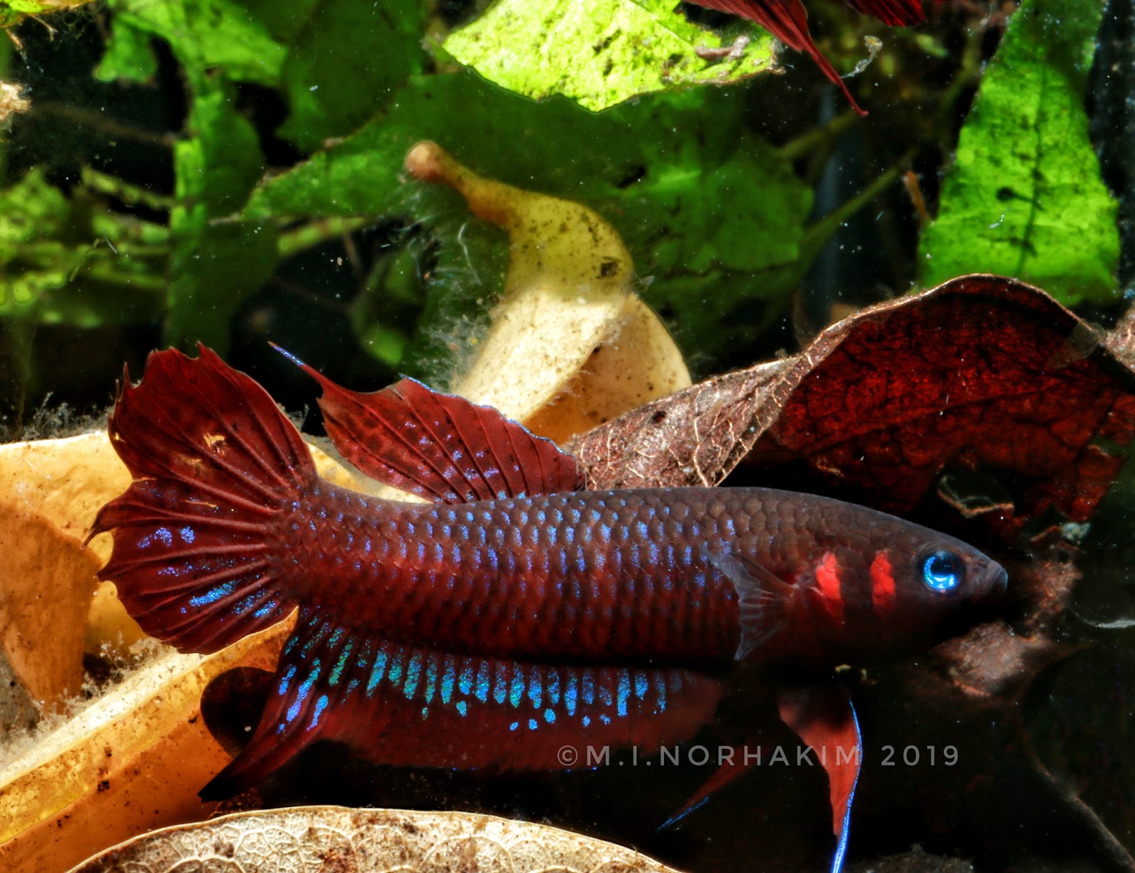 Berita TV Malaysia: Betta livida