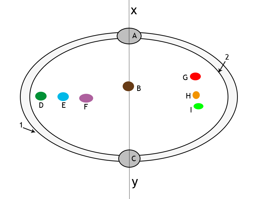 BIOsophia: Anatomia Humana e Comparada