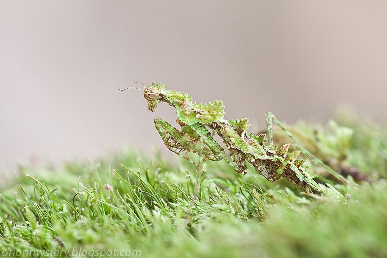 The Mysterious Moss Mantis of Malaysia | Featured Creature