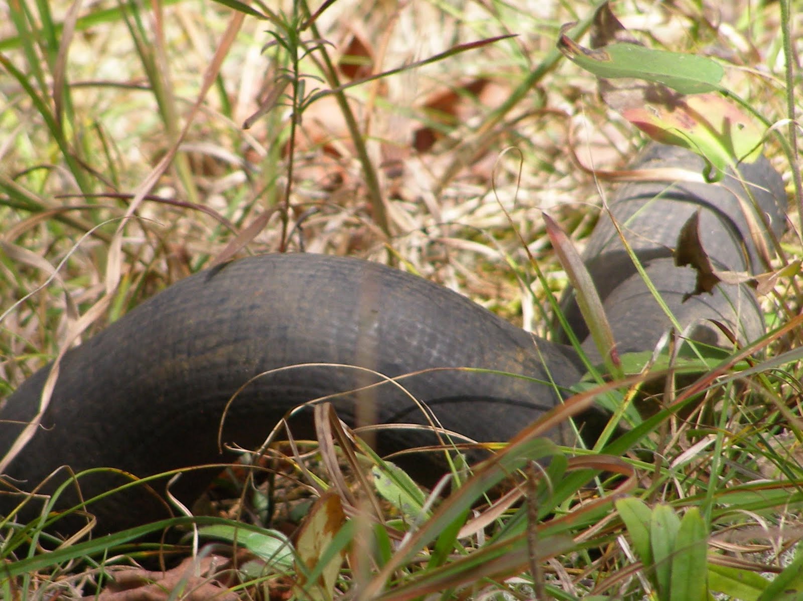 Blue Jay Barrens: Giant Black Snake